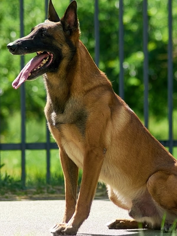Beveiliging met honden - Perspectivo Services | Security, Coaching en ...